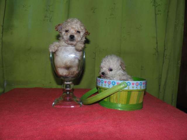 Micro toy venta - Imagui